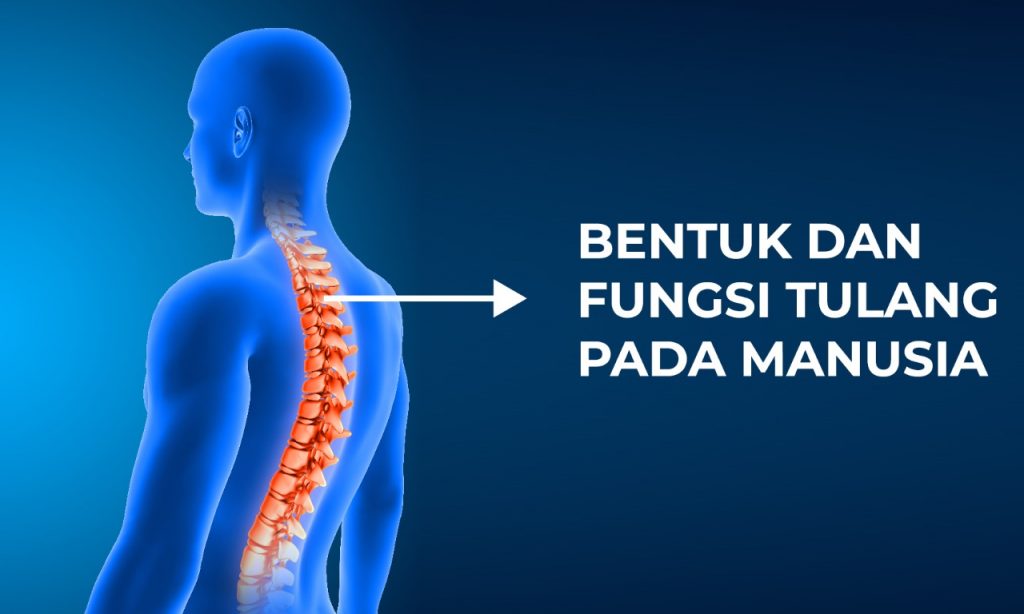 Macam-Macam Jenis Tulang pada Manusia Beserta Fungsinya - Materi ...